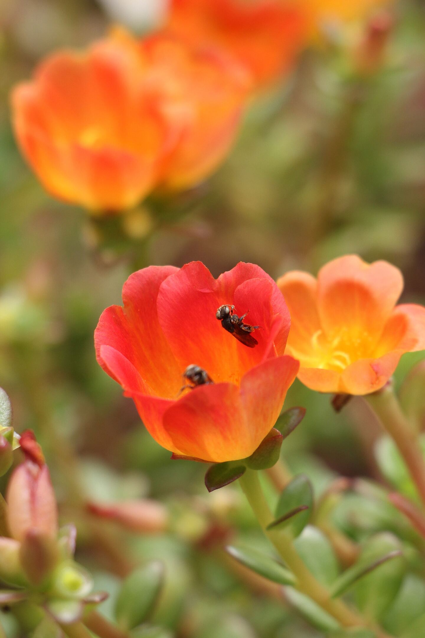 Conozca el Jardín Botánico de Cali: un espacio que te ayuda a conectar ...