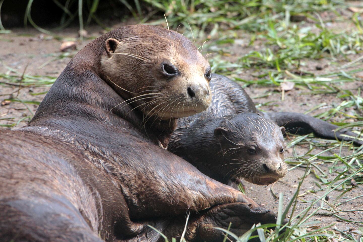 Nacimiento de tres crías de nutria gigante en el Zoológico de Cali ...
