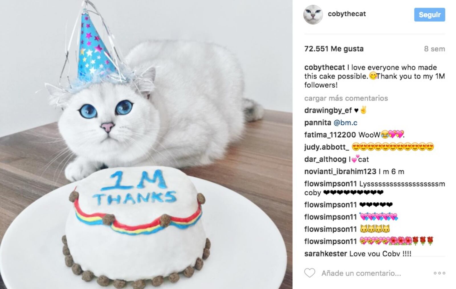 Coby, el gato que revoluciona las redes sociales – Publimetro Colombia