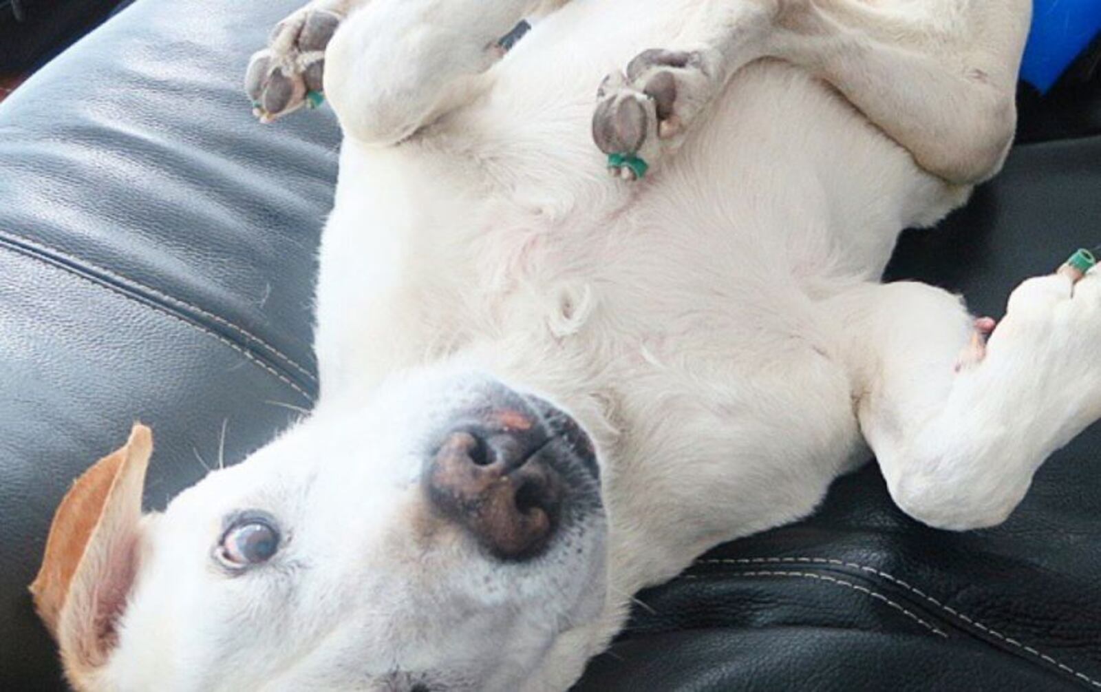 FOTOS: Lo que ha hecho este dueño con su perro moribundo los conmoverá ...