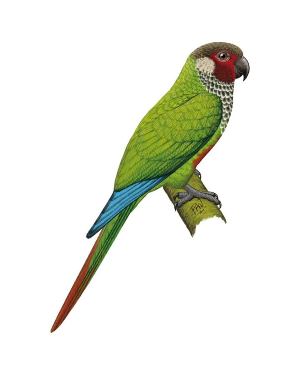 Córdoba periquito Sinú expedición – Publimetro Colombia