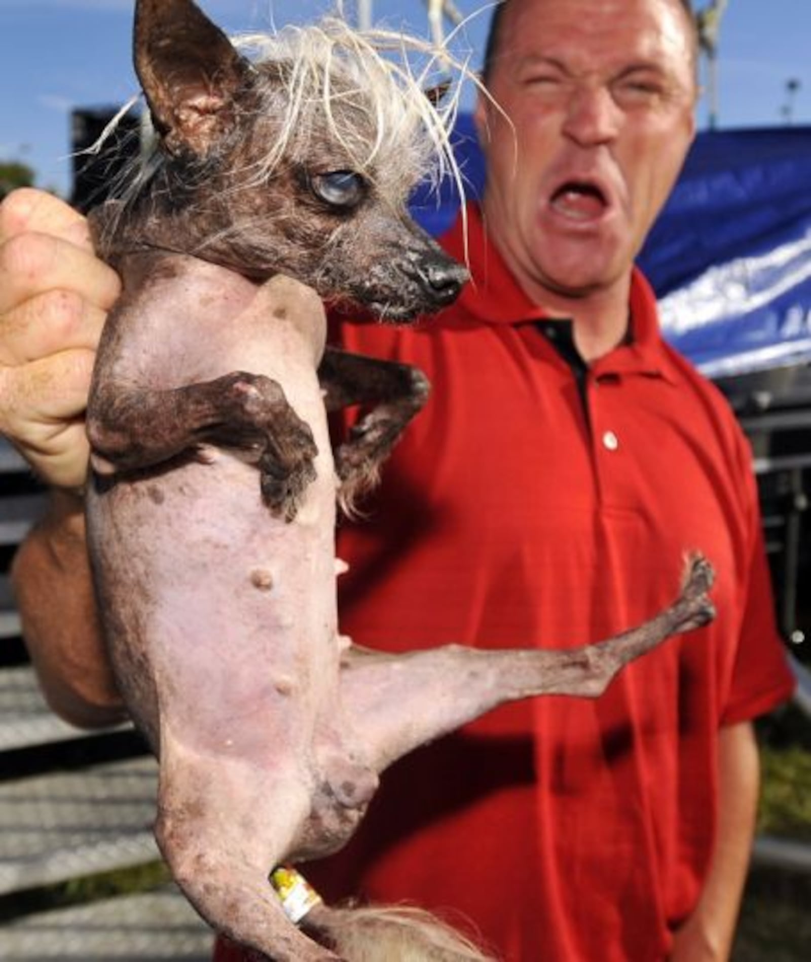 FOTOS: Conozcan a los perros más “horribles” del mundo – Publimetro ...