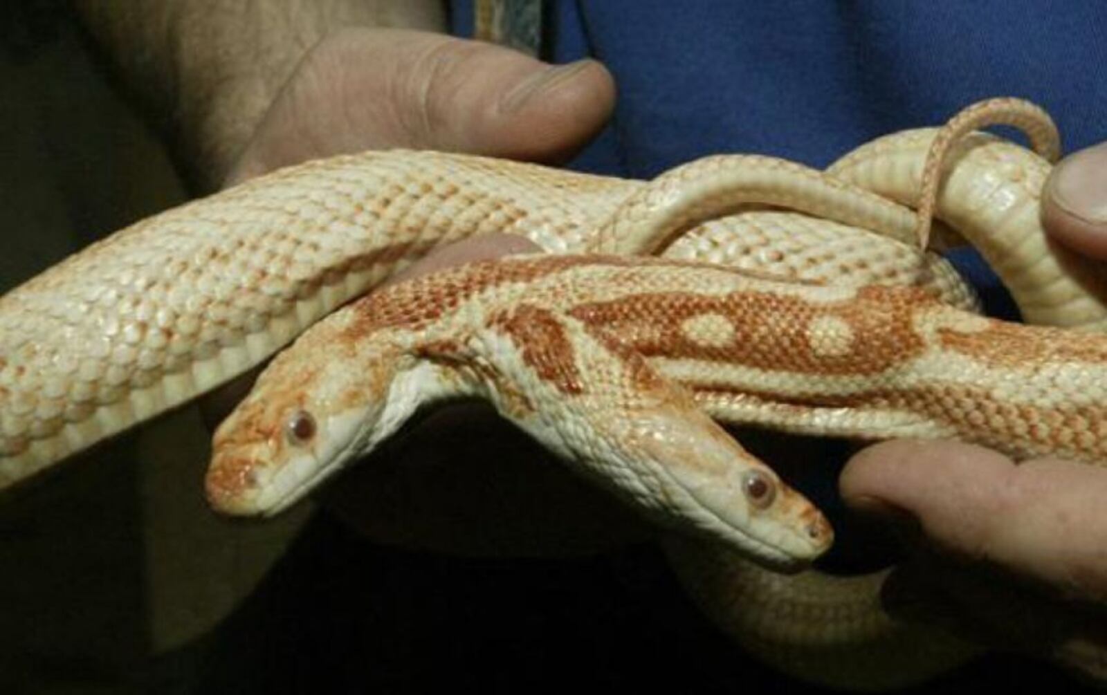 FOTOS: 11 animales mutantes que los horrorizarán por completo ...